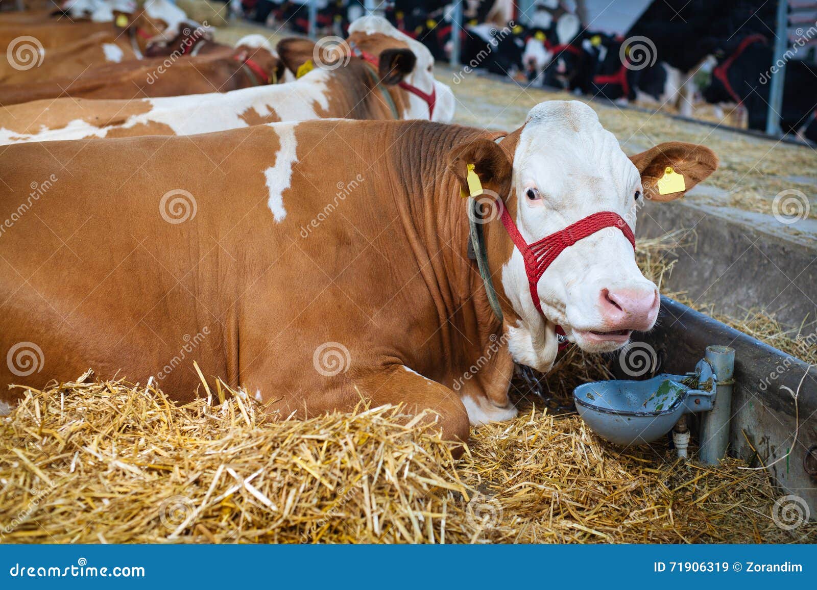 Cow in a stable stock image. Image of healthy, industrial - 71906319