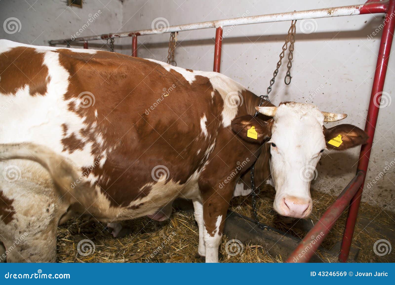 Cow in stable stock image. Image of animals, domestic - 43246569