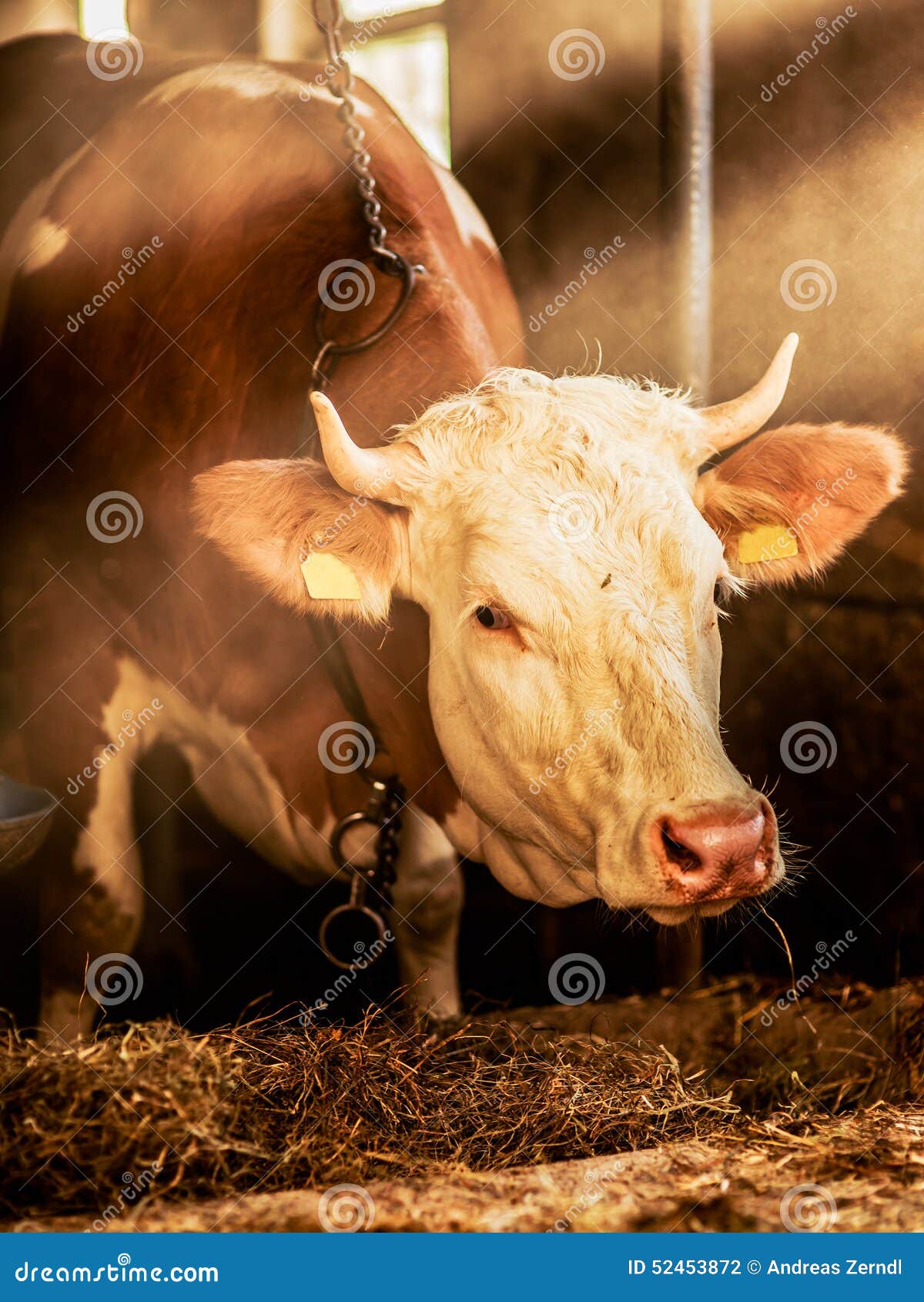 Cow in Stable stock photo. Image of curiosity, bull, domestic - 52453872