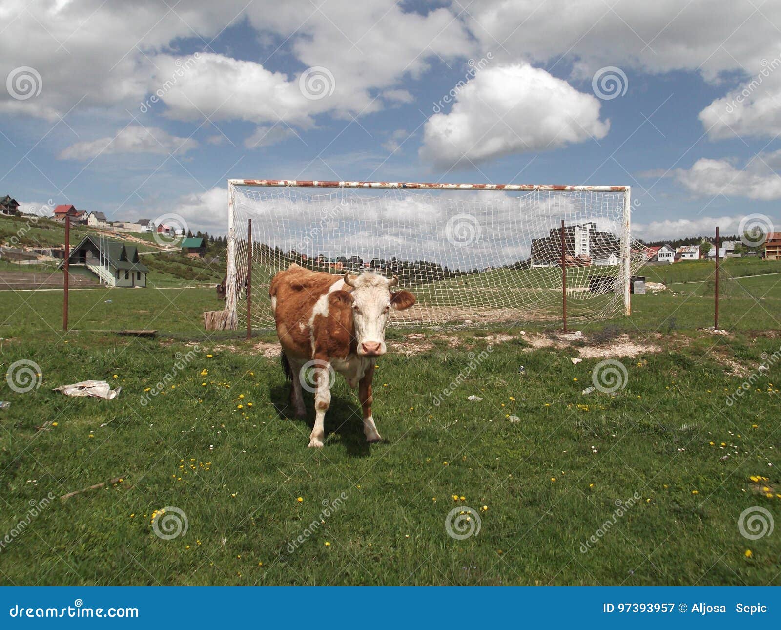 Cow on the stadium stock image. Image of horns, heifer - 97393957