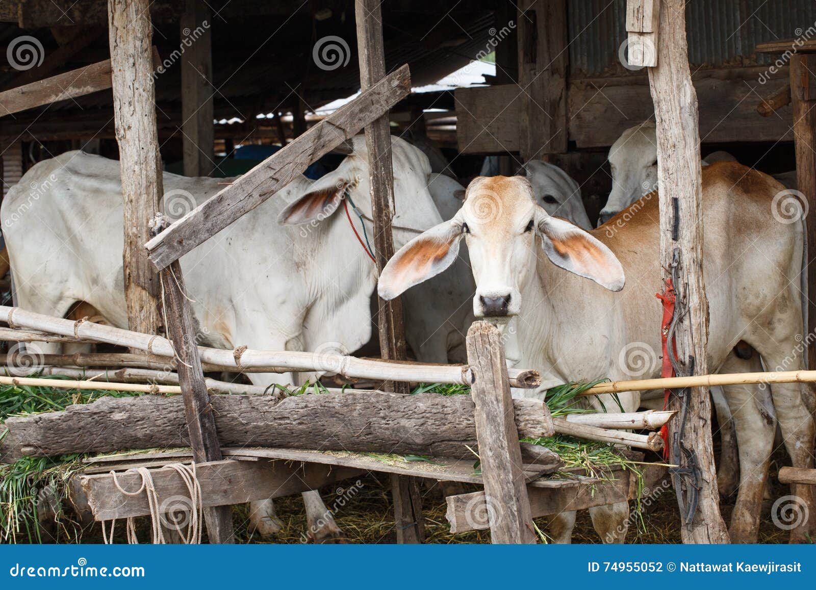 Cow in stall stock photo. Image of agriculture, herd - 74955052