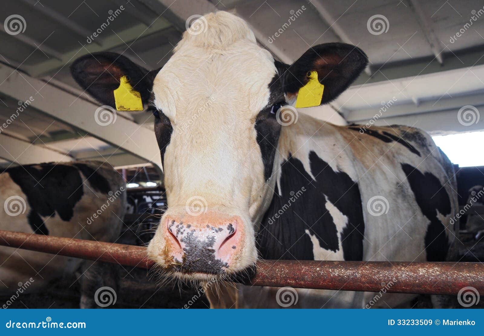 Cow in a stall stock image. Image of stockbreeding, snout - 33233509