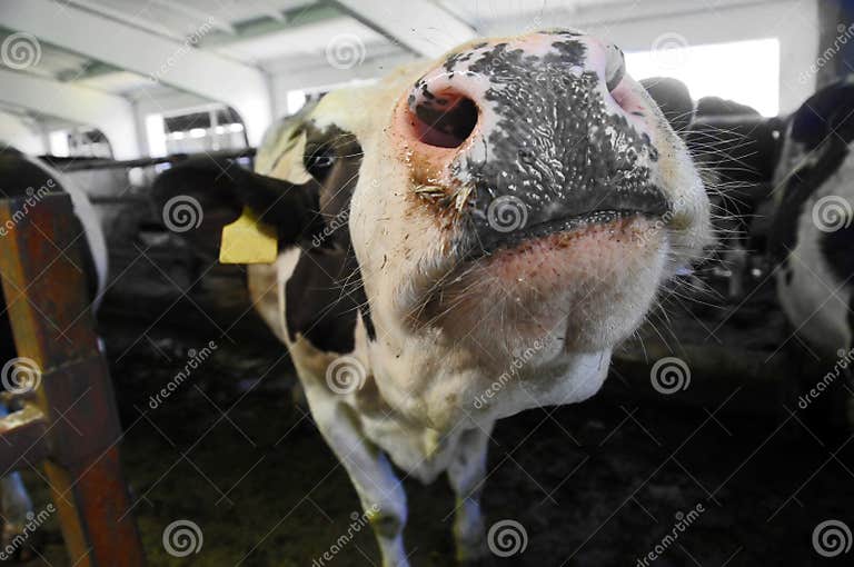 Cow in a stall stock image. Image of mammal, business - 33233537