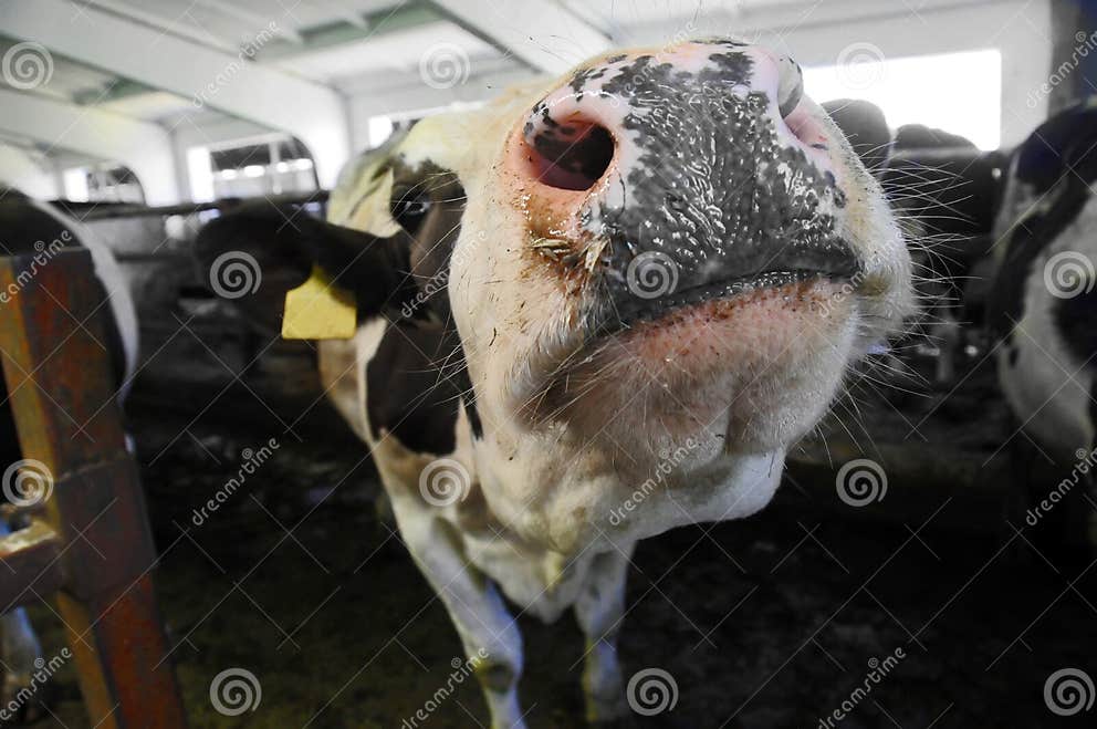 Cow in a stall stock image. Image of mammal, business - 33233537