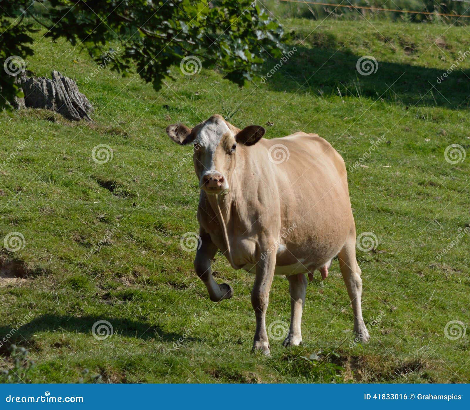 Cow Stamping Her Foot stock photo. Image of bull, nature - 41833016