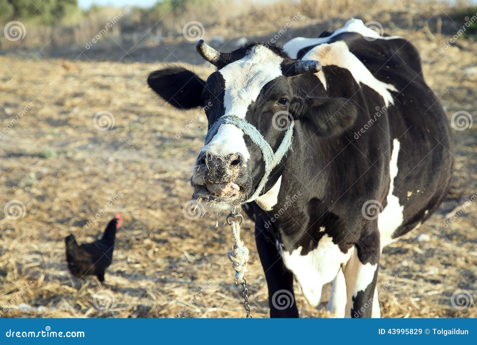 A Cow Stand Alone with a Chicken Together on the Farm Stock Image ...