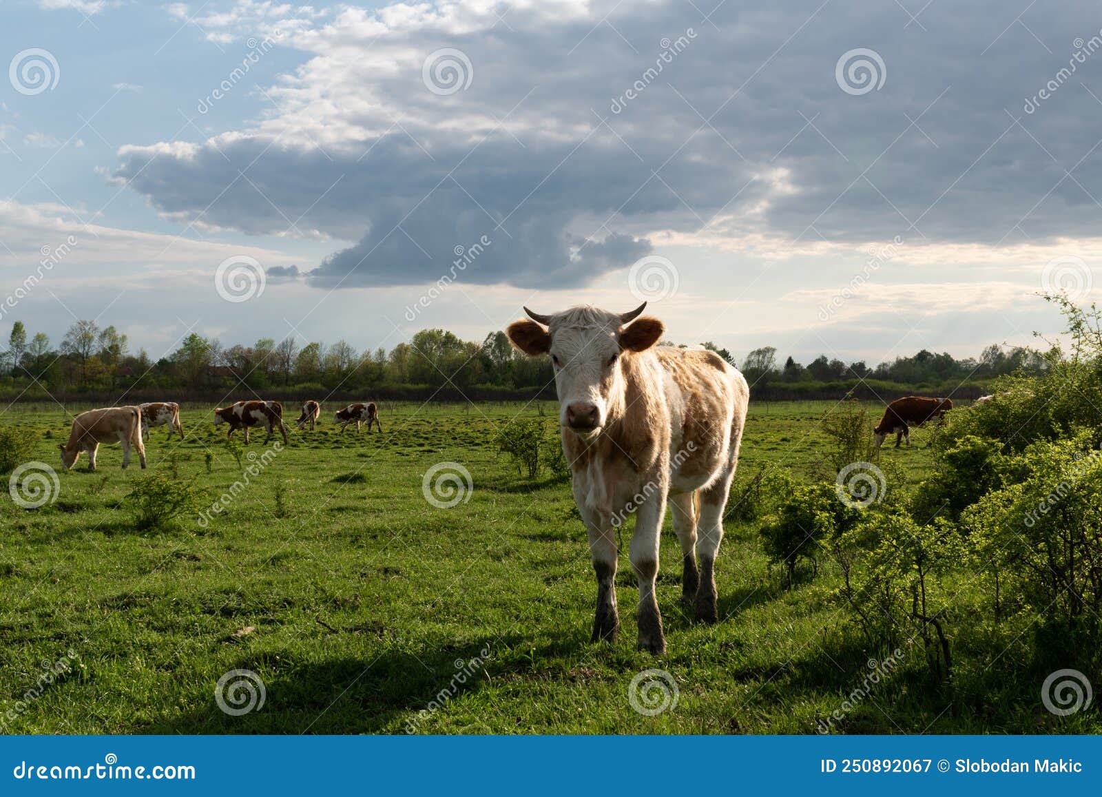 Cow Stand in Pasture and Stare, Dramatic Light Stock Image - Image of ...