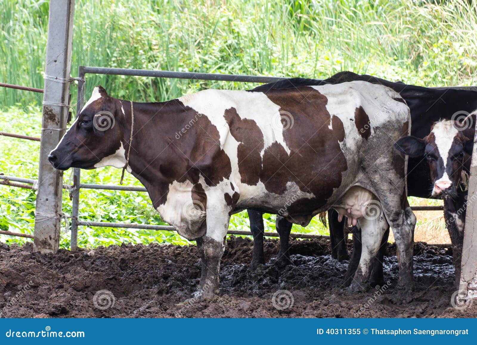 Cow Stand in Stall on Ground Stock Image - Image of looking, animal ...