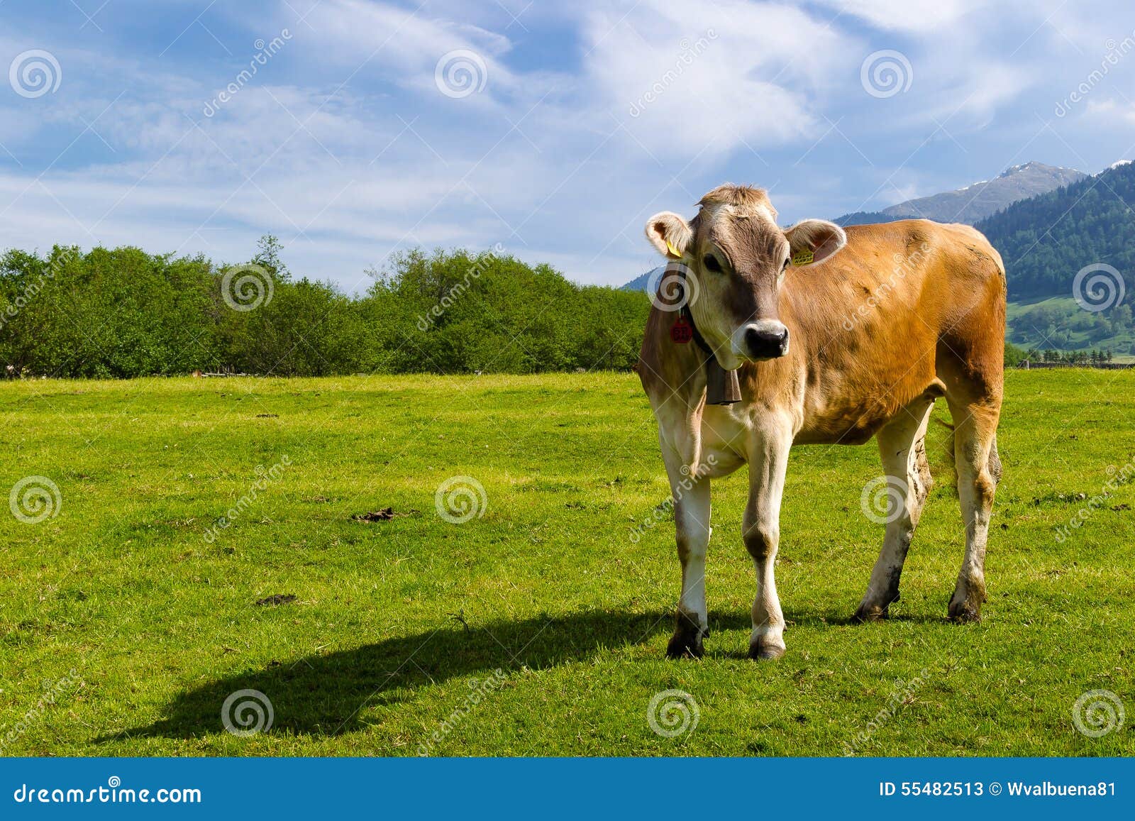 Cow Calf On Alpine Slope Stock Photography | CartoonDealer.com #15415124
