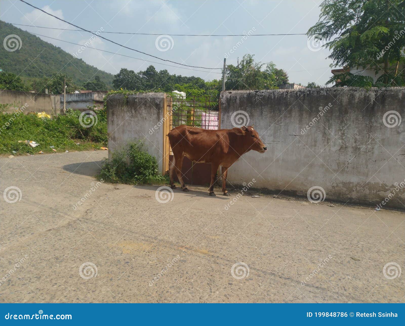 Cow Standard on the Streets Stock Photo - Image of streets, road: 199848786