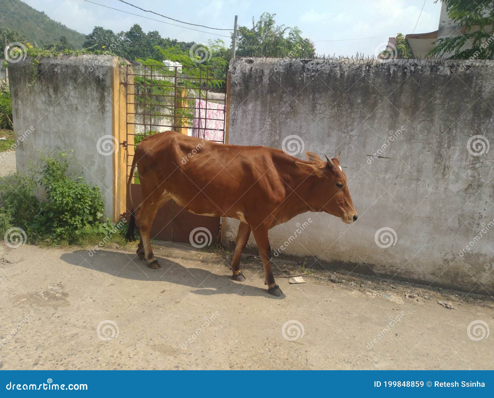 Cow Standard on the Streets Stock Image - Image of animal, streets ...