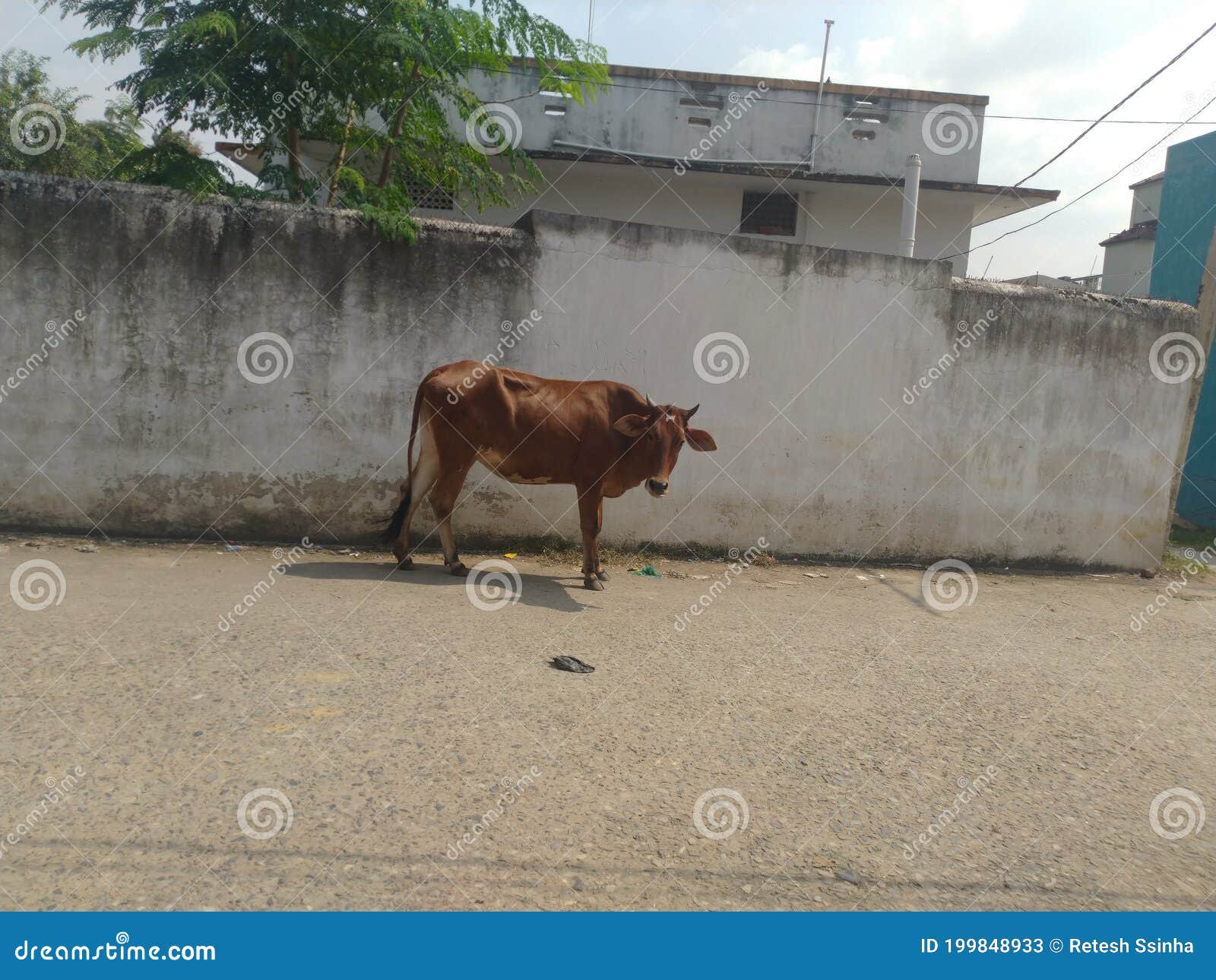 Cow Standard on the Streets Stock Image - Image of road, streets: 199848933