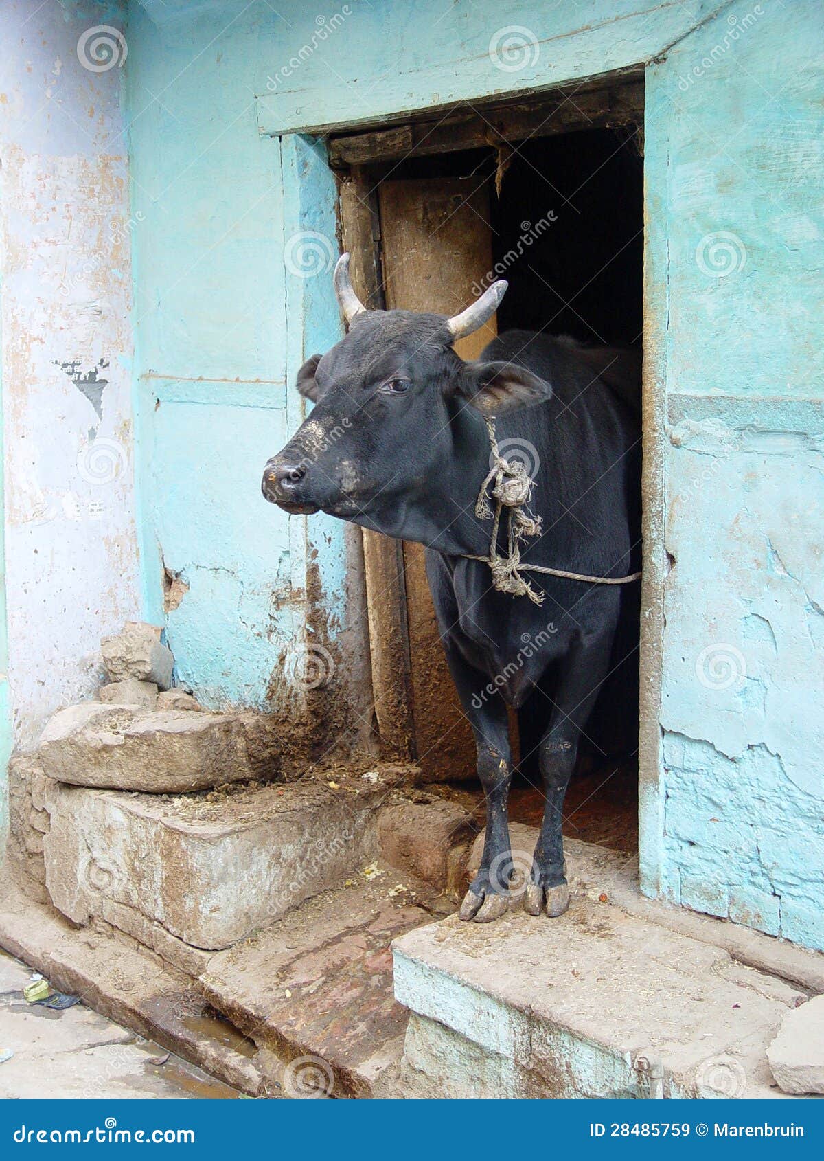 Cow Standing in Door Opening Stock Image - Image of india, dooropening ...