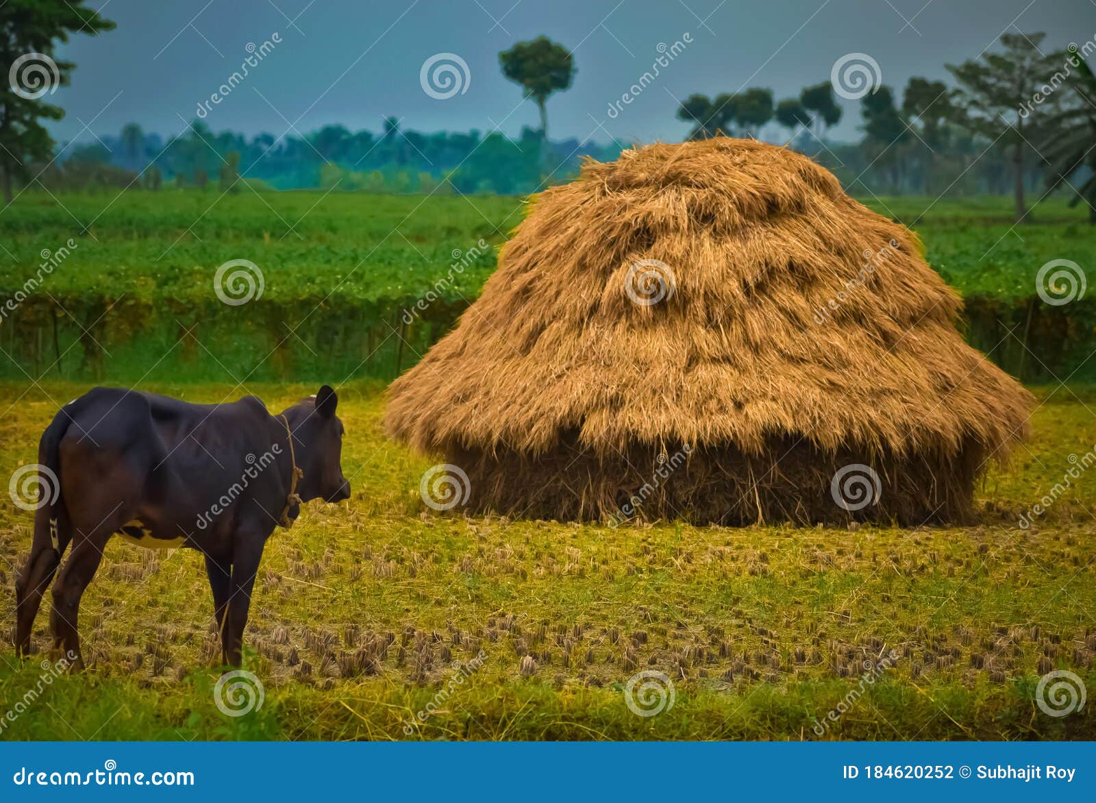 Food and Eater, Cow with Haystack Stock Photo - Image of food, field ...