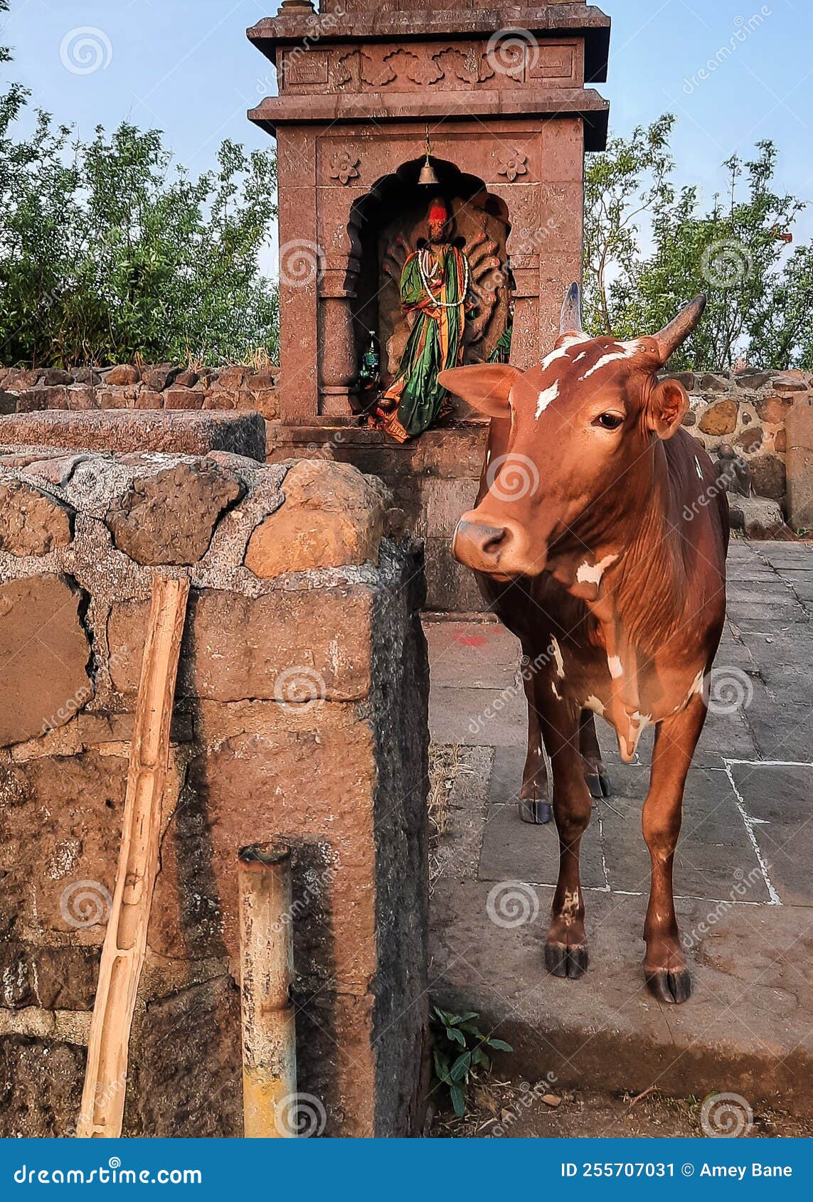 A Cow Standing in Front of an Indian Deity Temple Stock Image - Image ...