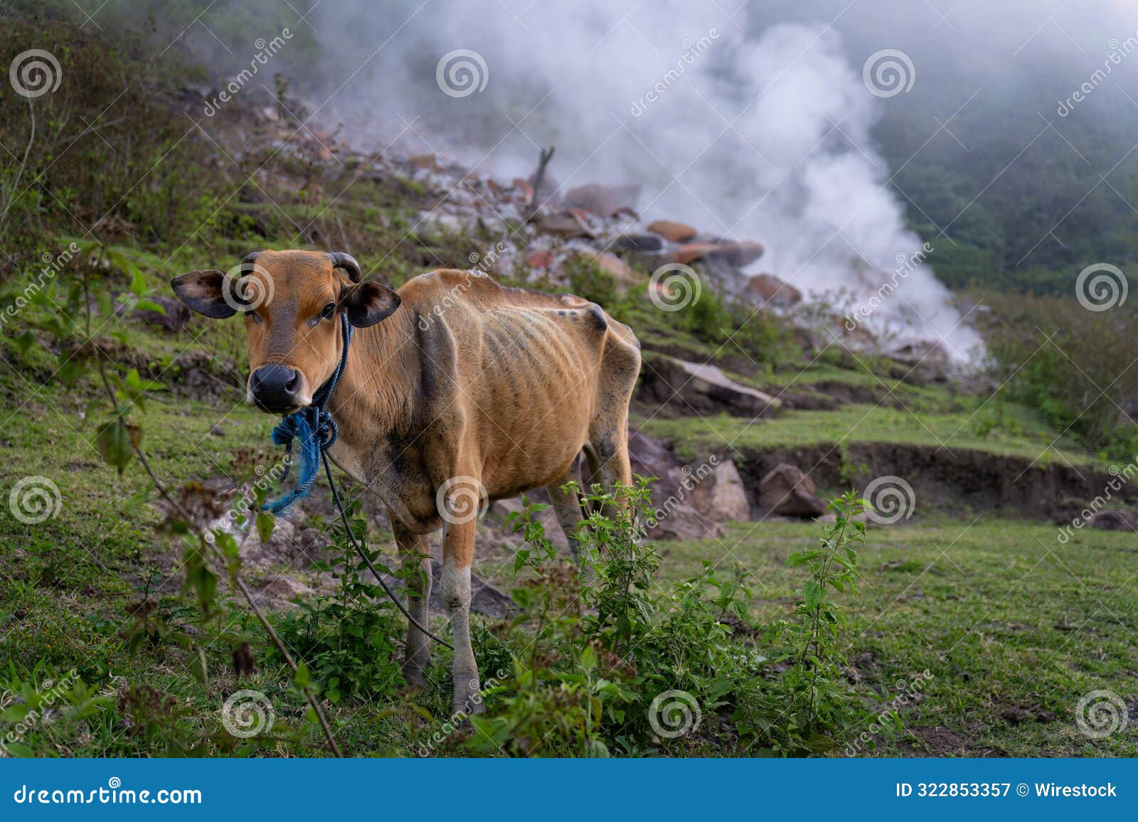 Cow Standing in Front of Smoking Volcanic Mountains Stock Image - Image ...