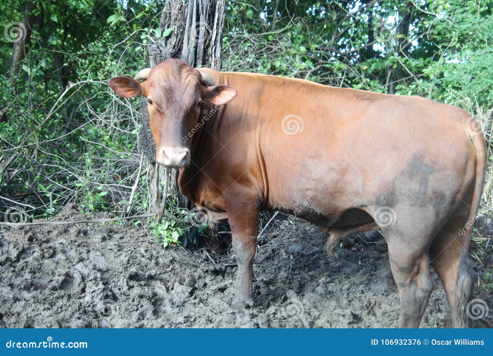 Cow standing in the mud. stock photo. Image of outdoors - 106932376