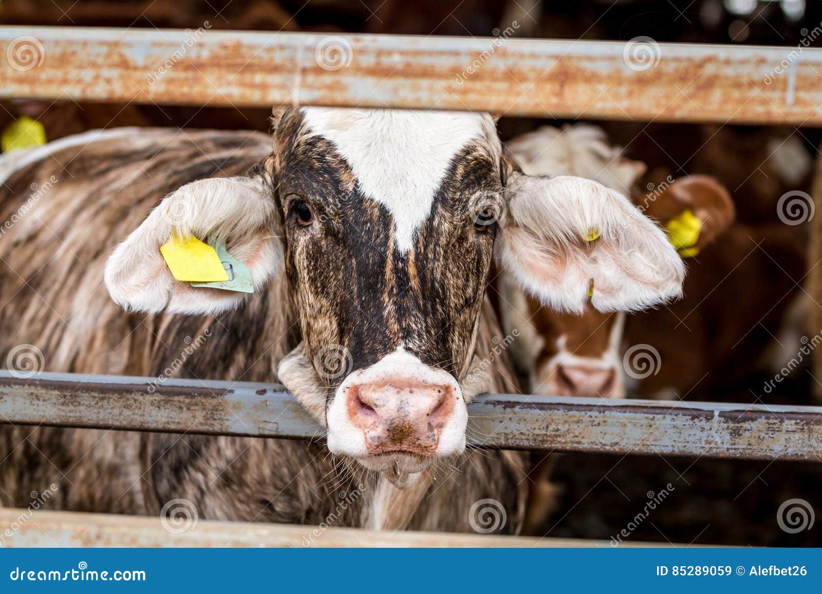 Cow in the paddock in farm stock image. Image of israel - 85289059