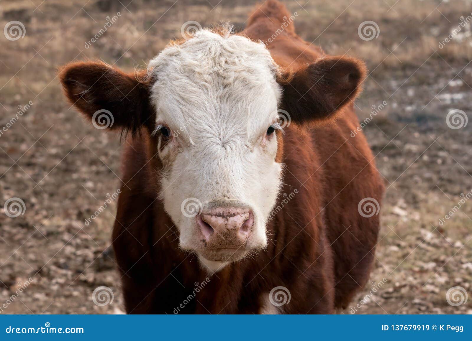 Cow Standing in a Pasture - Close Up Stock Image - Image of leashes ...