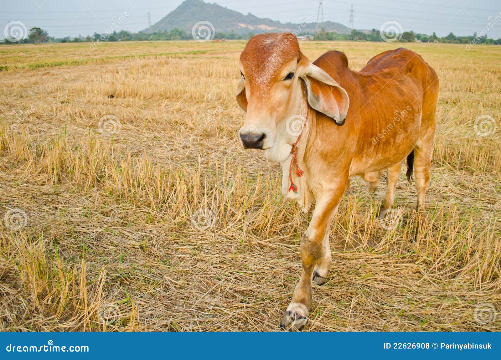 A Cow Standing in Rice Field Stock Photo - Image of stand, landscape ...