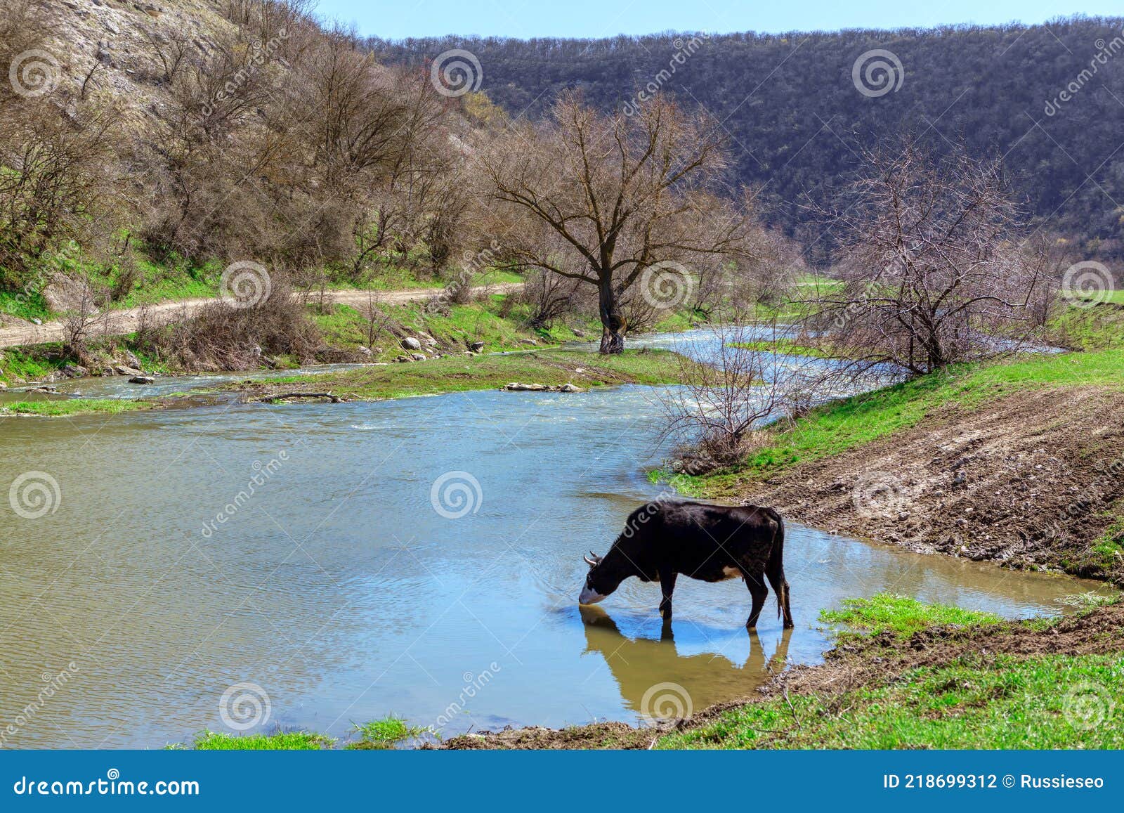 Cow standing in the river stock photo. Image of farm - 218699312