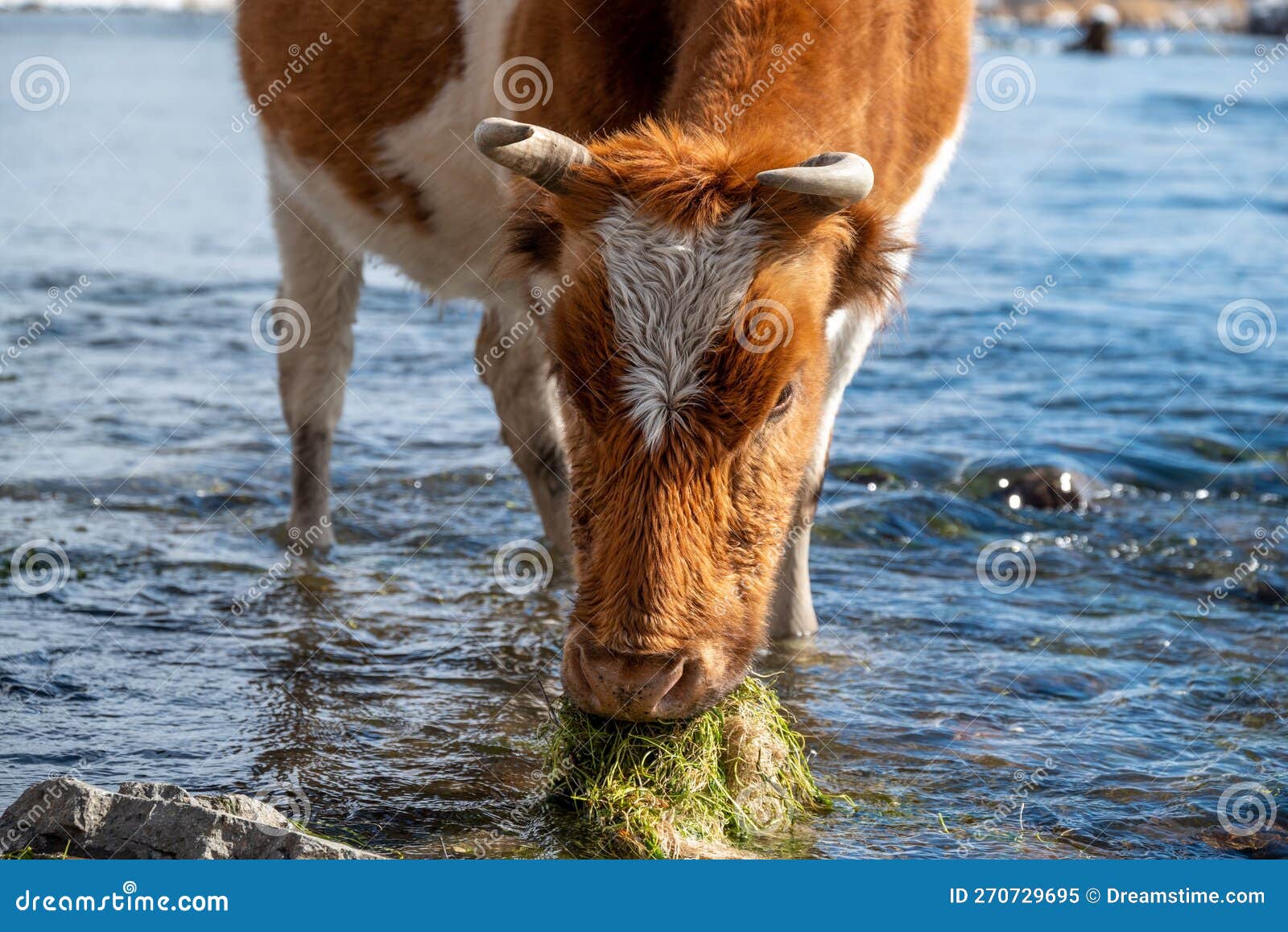Cow Standing in the River Grazing on a Mossy Rock Stock Image - Image ...