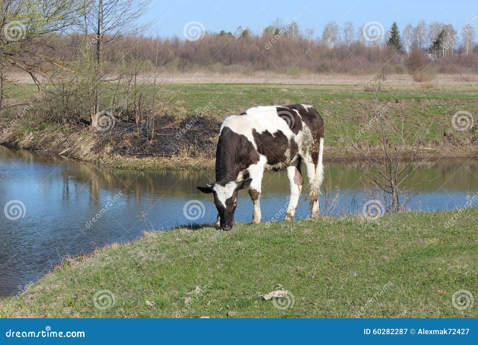Cow standing at the river stock image. Image of beauty - 60282287