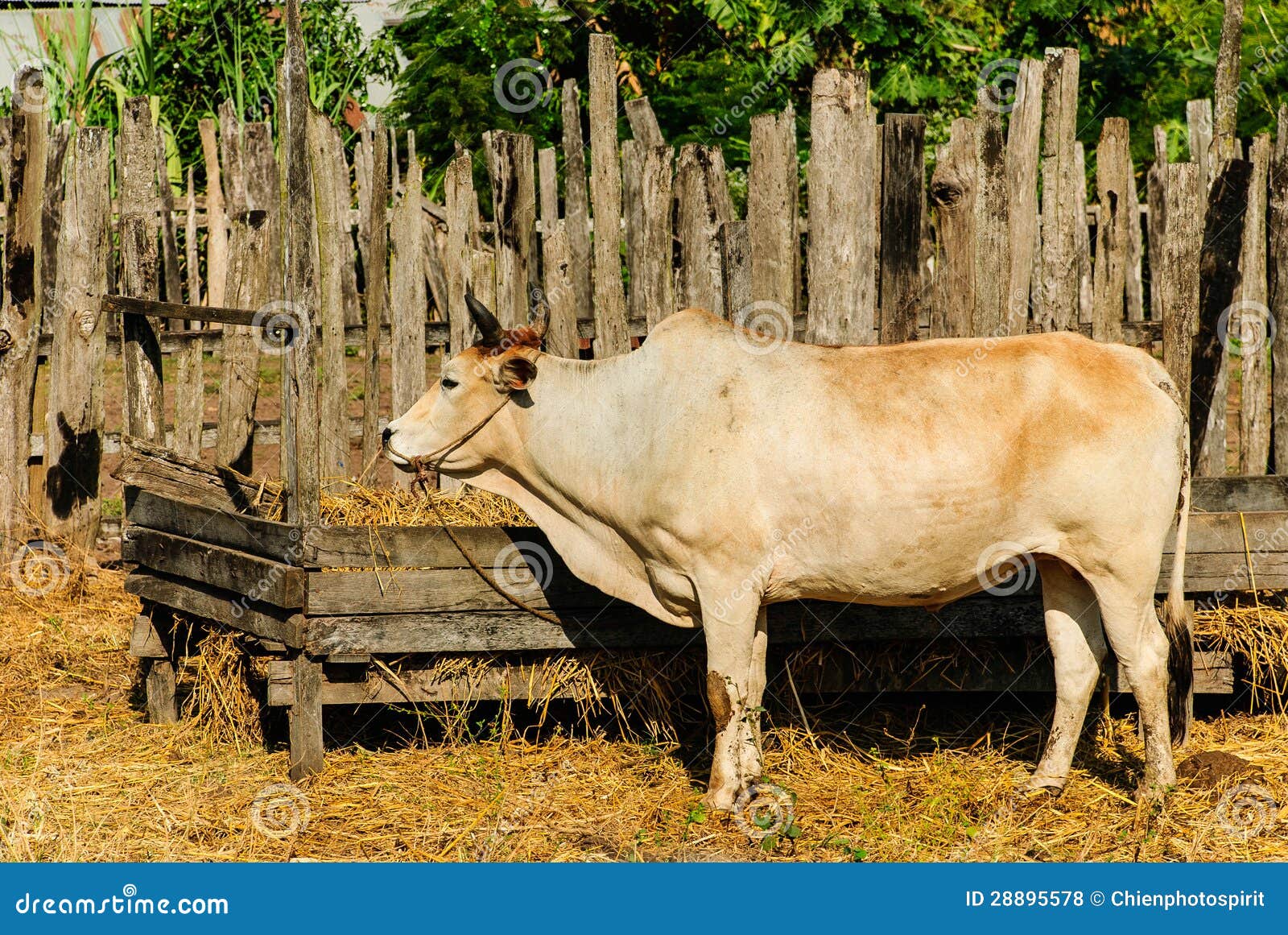 A Cow is Standing in a Stall Stock Photo - Image of stall, mammal: 28895578