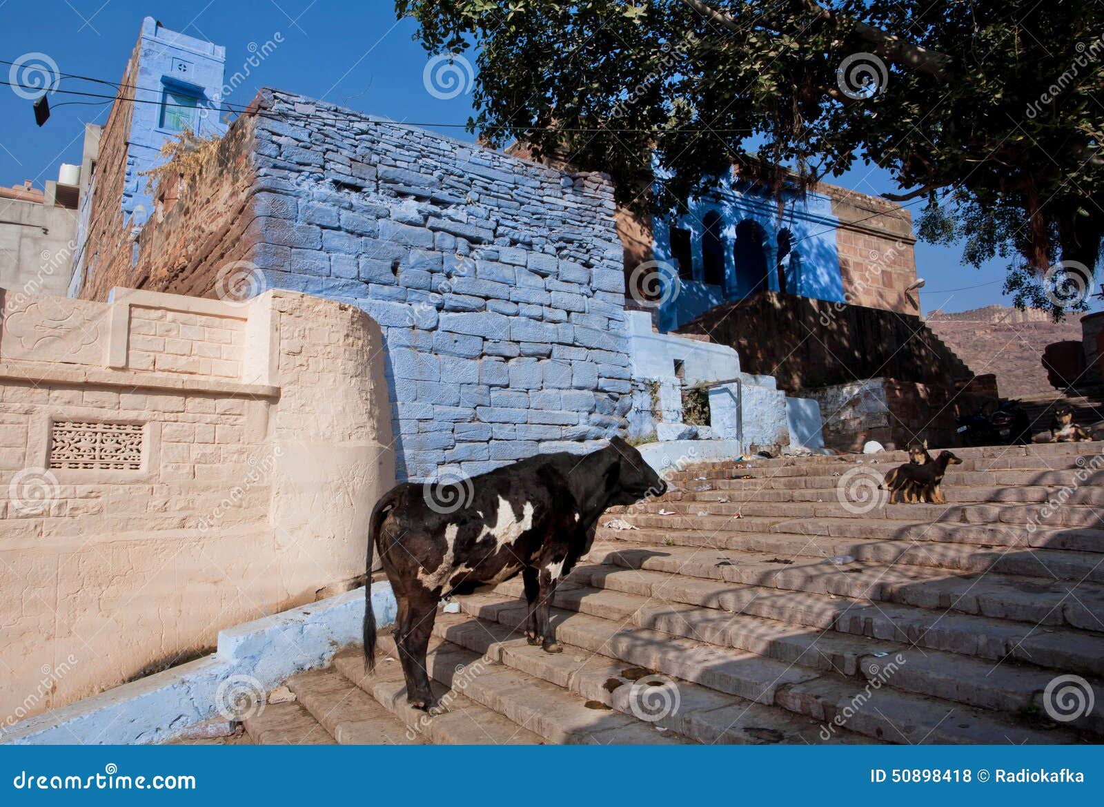 Cow Standing Steps Ancient Indian City Stock Photos - Free & Royalty ...