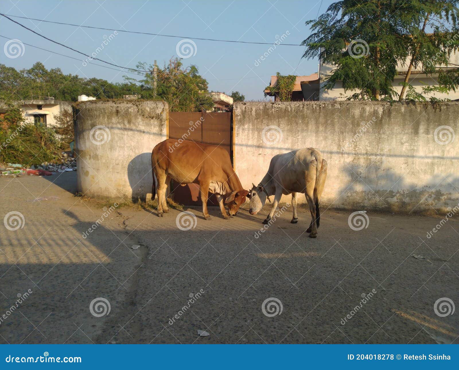 Cow Standing on the Streets Stock Photo - Image of street, wildlife ...