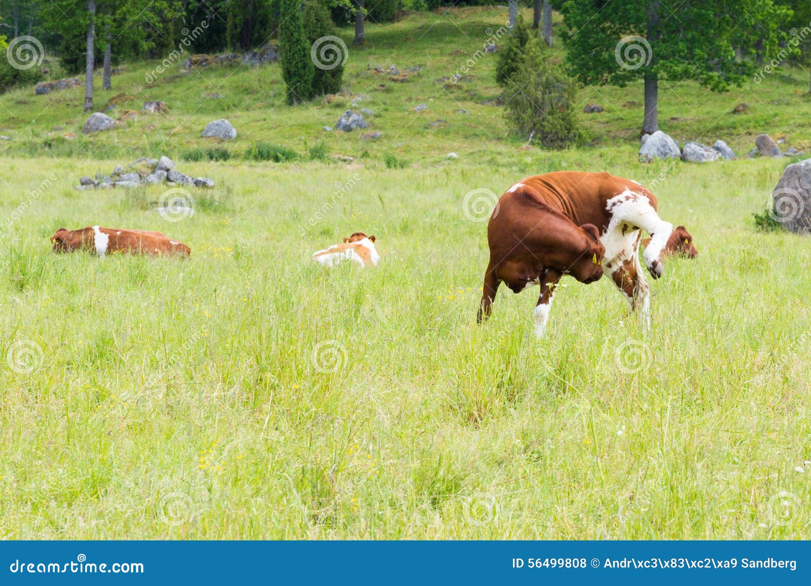 Cow Standing on Three Legs stock photo. Image of animals - 56499808