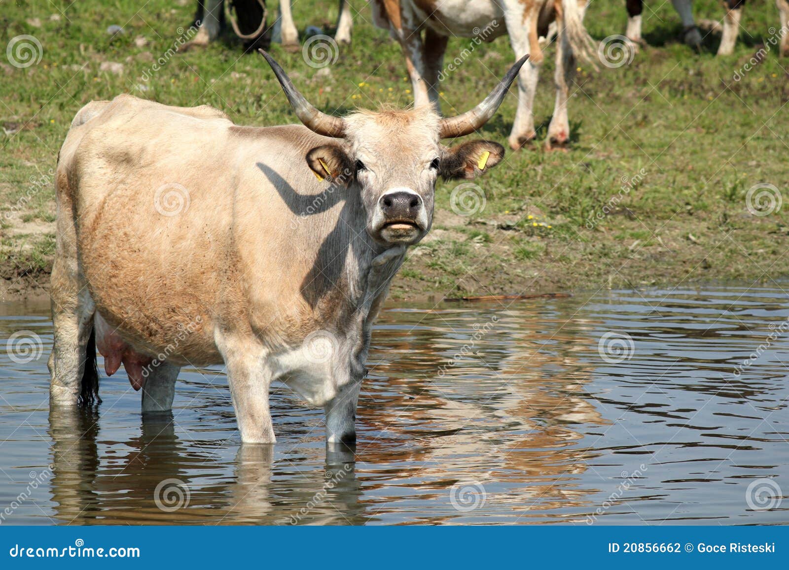 Cow Standing In Water Stock Photography - Image: 20856662
