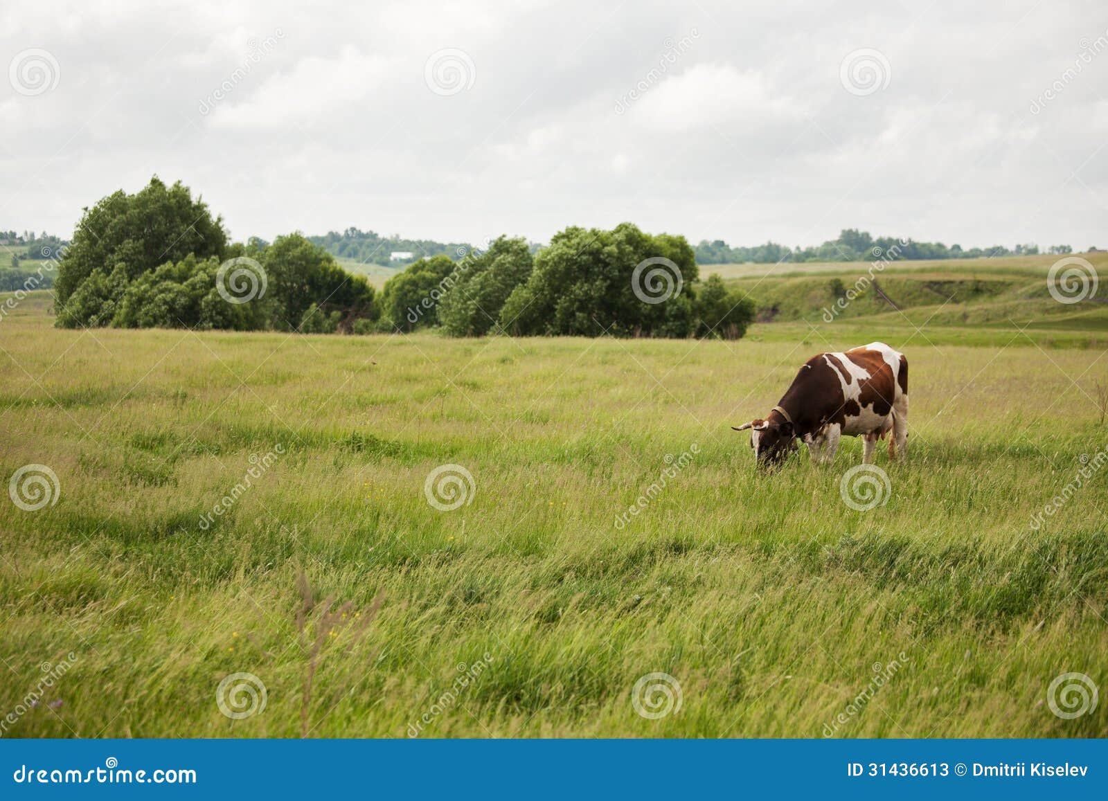 Cow Stands on a Meadow and Eat Grass Stock Image - Image of farming ...