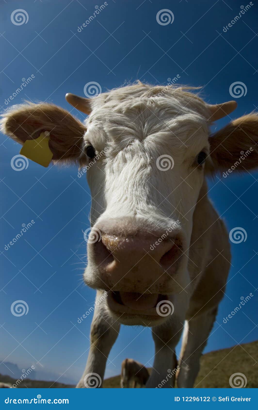 Cow Staring stock photo. Image of look, rural, hair, agriculture - 12296122