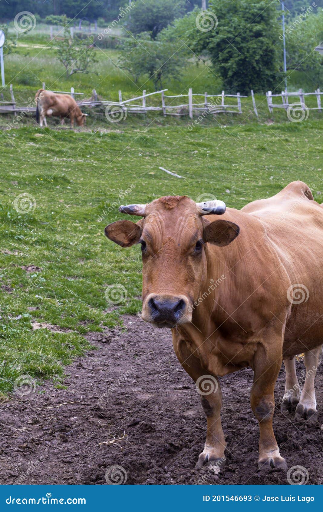 Cow Staring at Camera in Meadow Stock Image - Image of gaze, graze ...