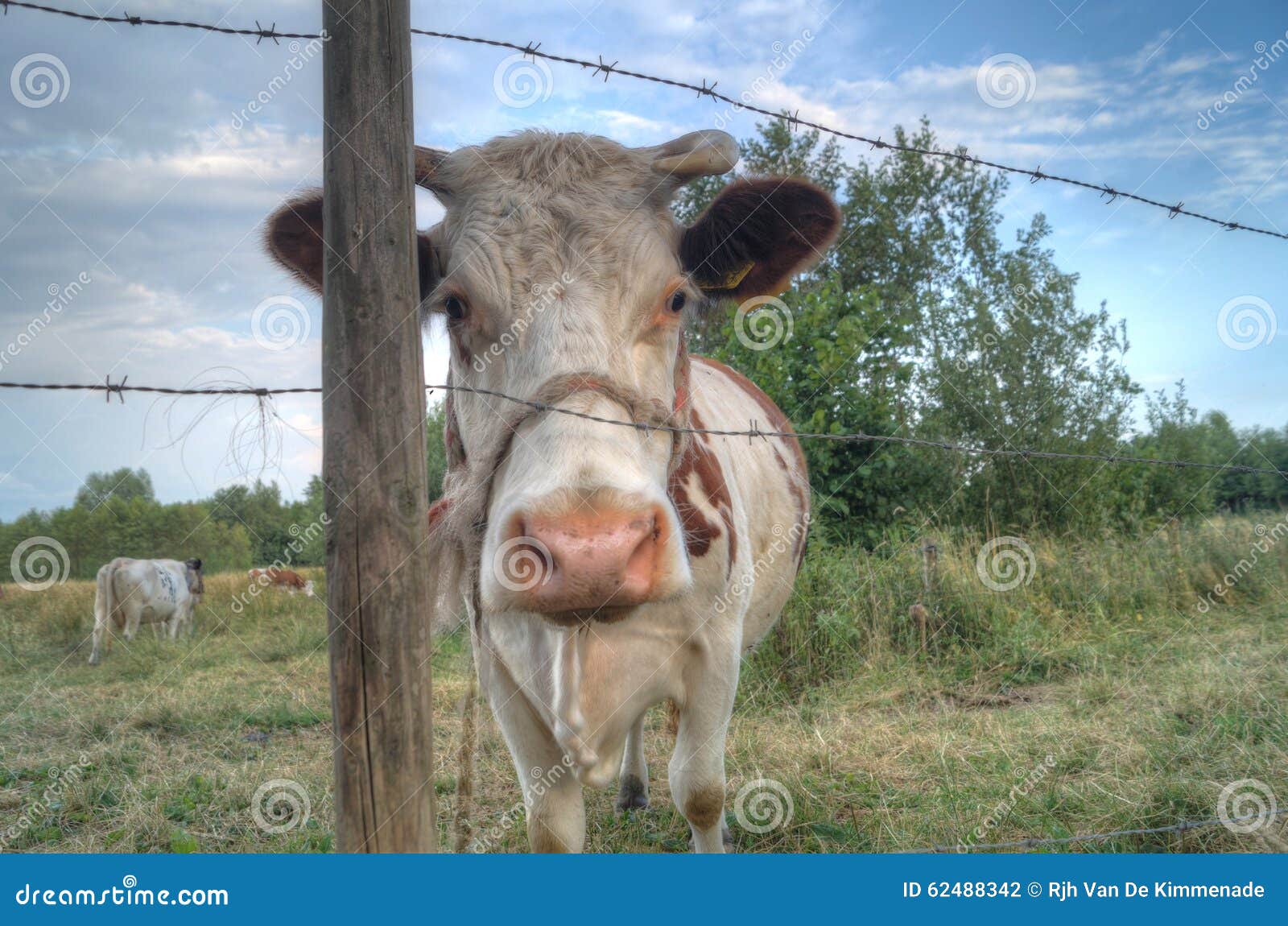 A cow staring stock photo. Image of staring, farm, farmlive - 62488342