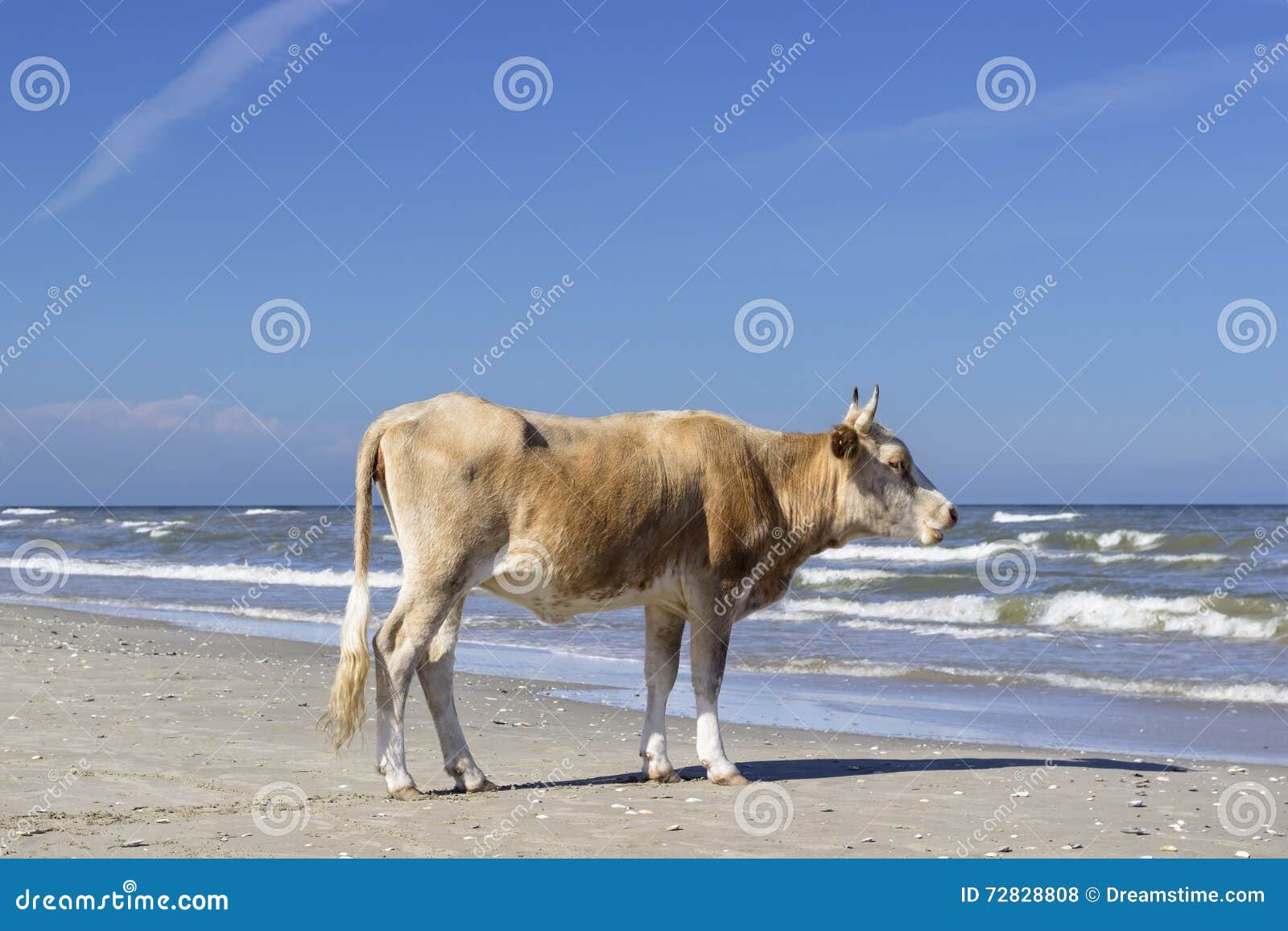 Cow Staring Towards the Sea from the Beach. Stock Photo - Image of ...