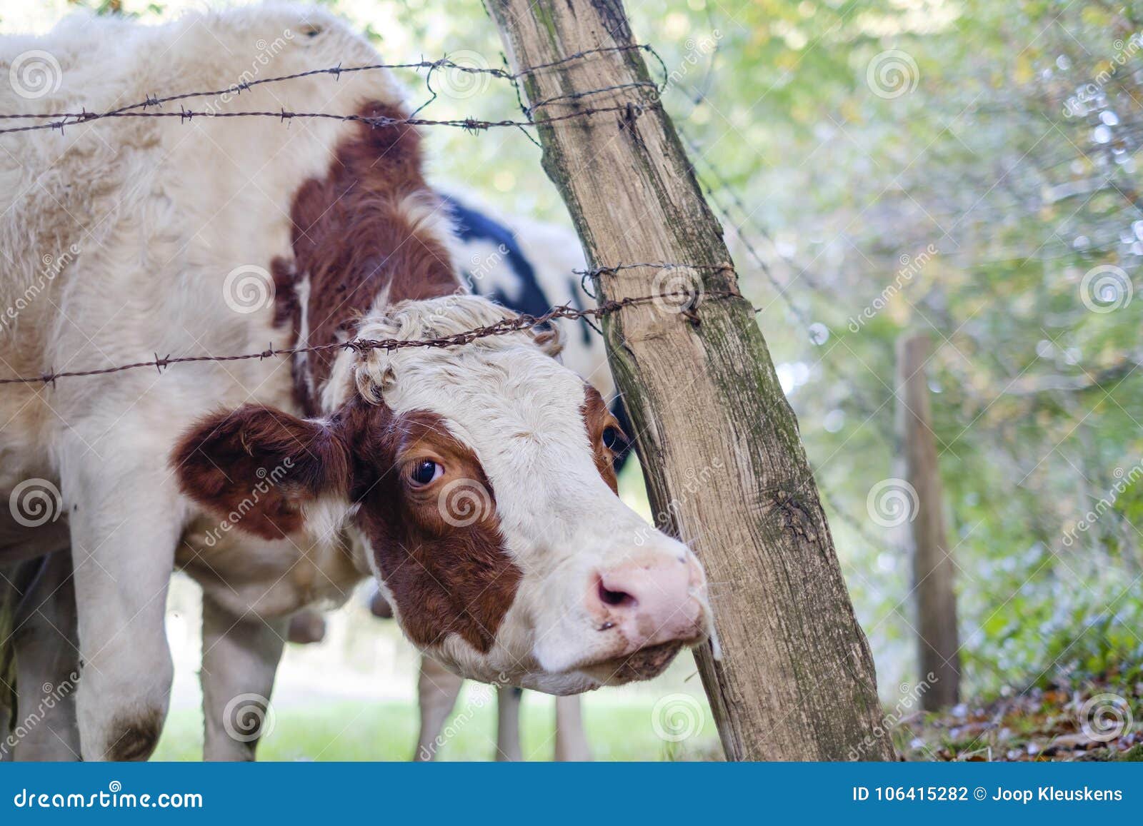 Cow Looks Under the Barbed Wire Stock Photo - Image of agriculture ...
