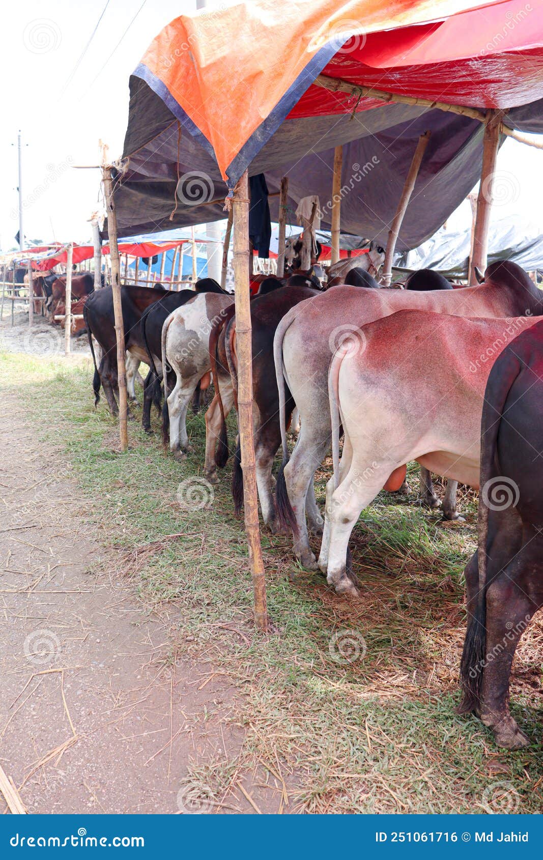 Cow Stock on Bazaar for Sell Stock Photo - Image of shegoat, field ...