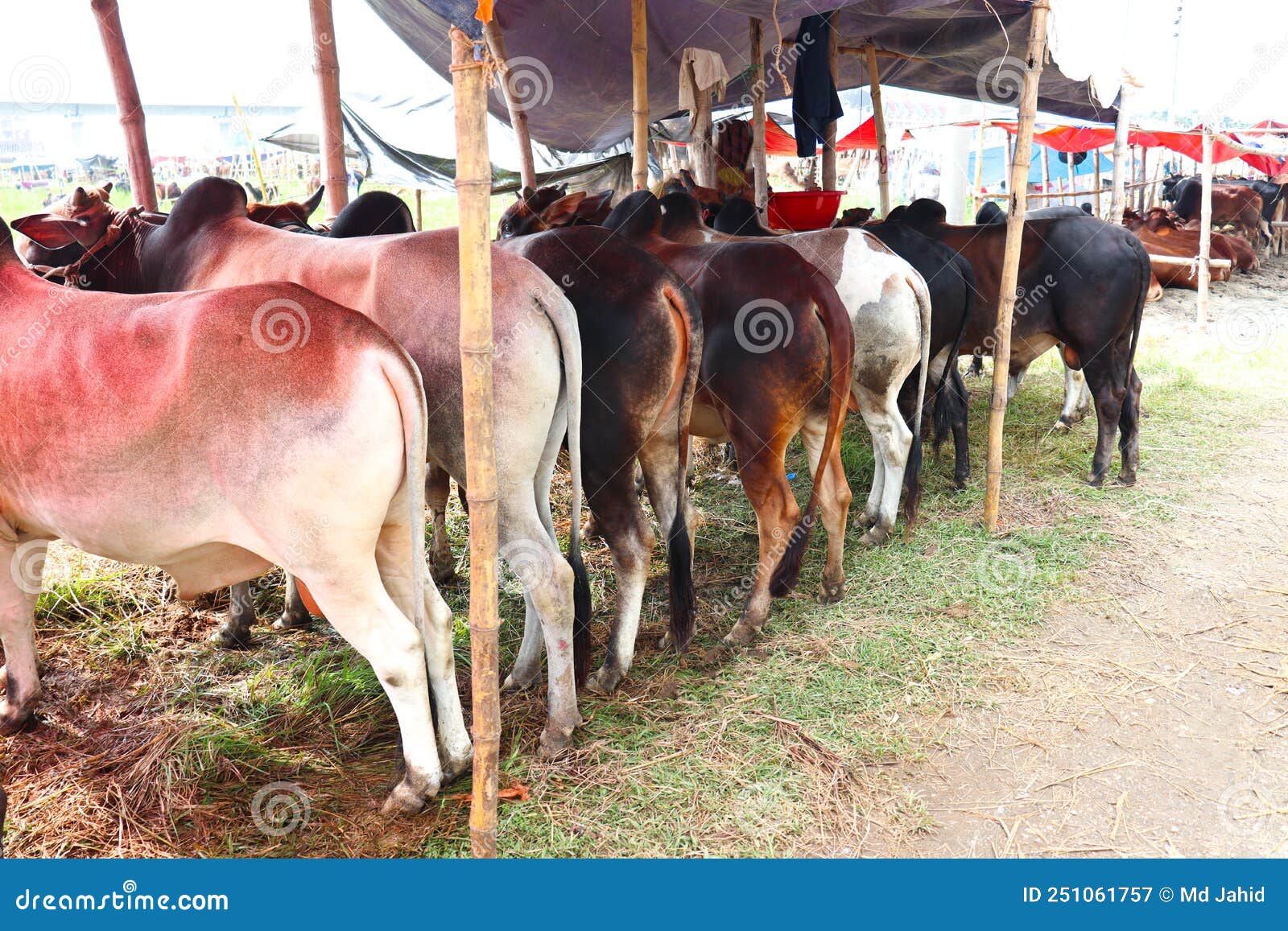 Cow Stock on Bazaar for Sell Stock Image - Image of domesticated, farm ...