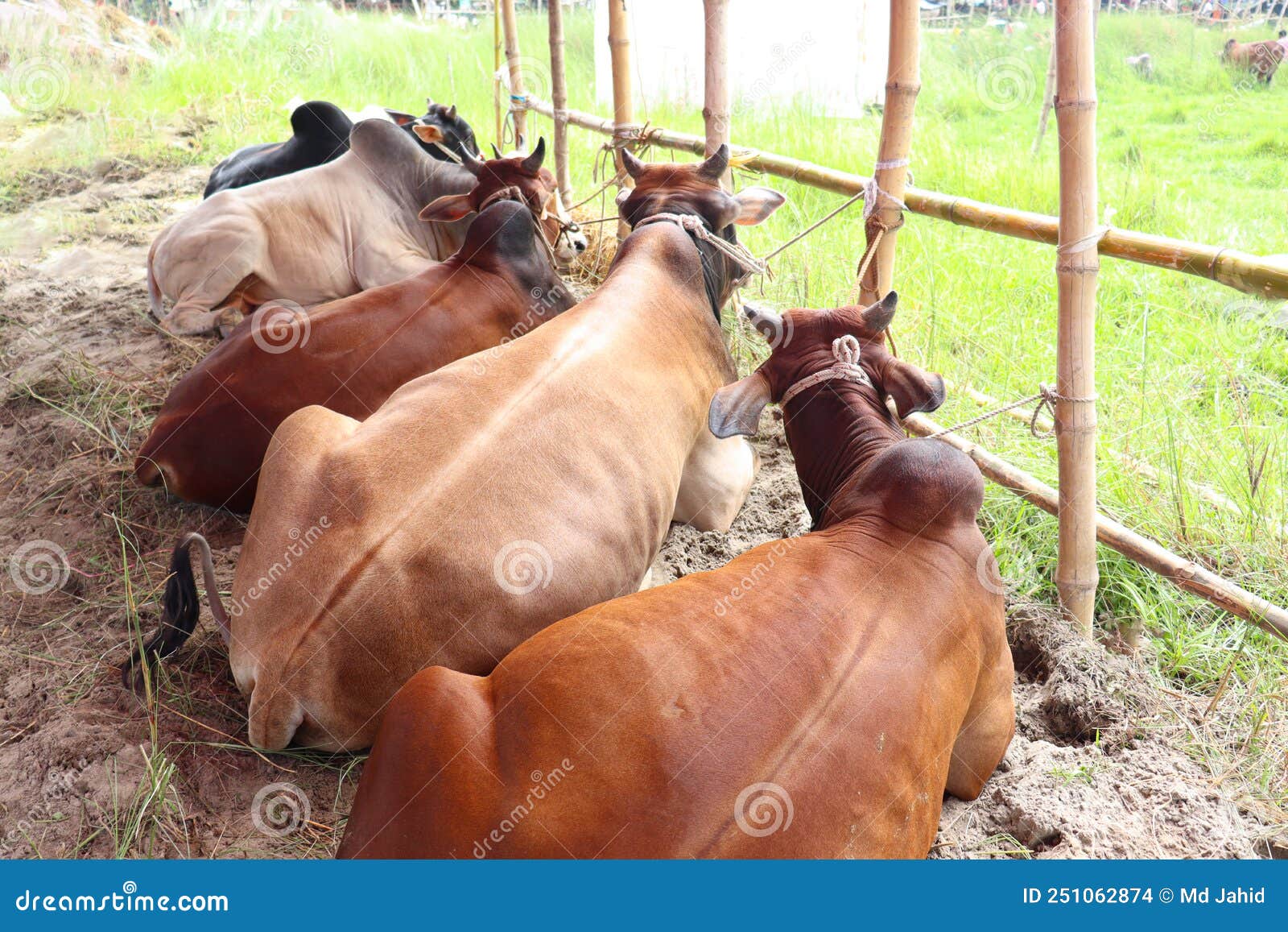 Cow Stock on Bazaar for Sell Stock Photo - Image of themes, outdoors ...