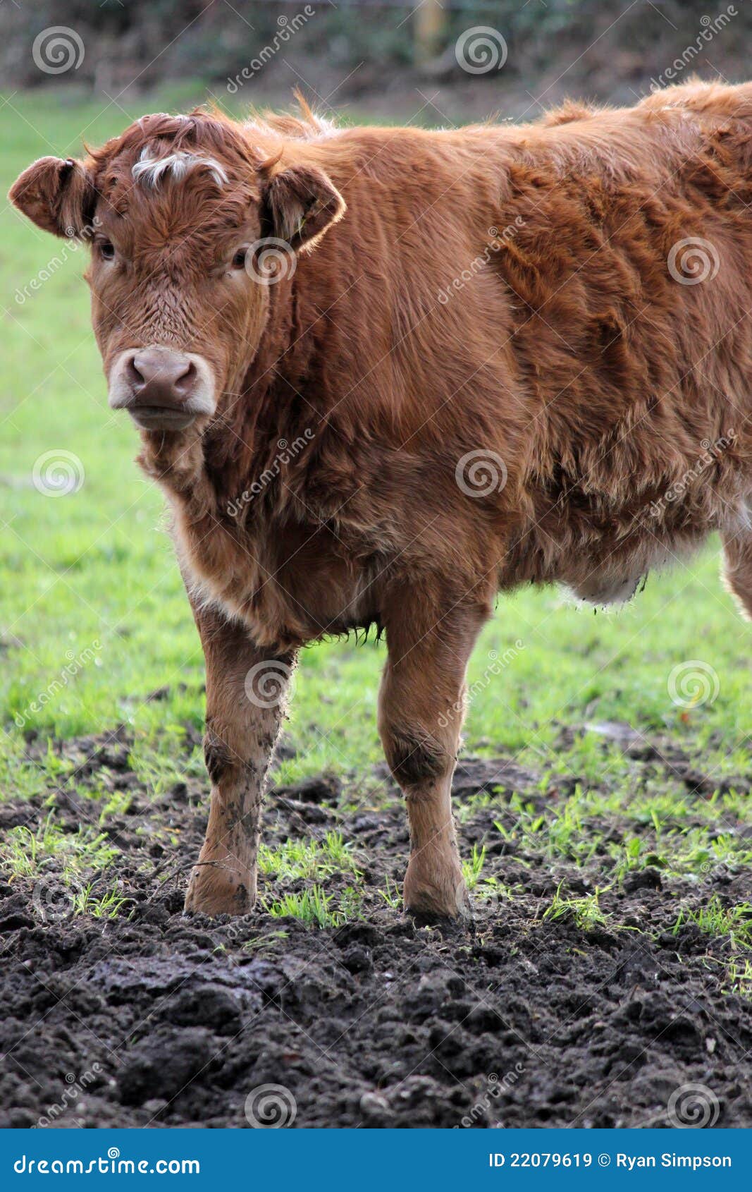 Cow stood in mud stock image. Image of sharp, portrait - 22079619