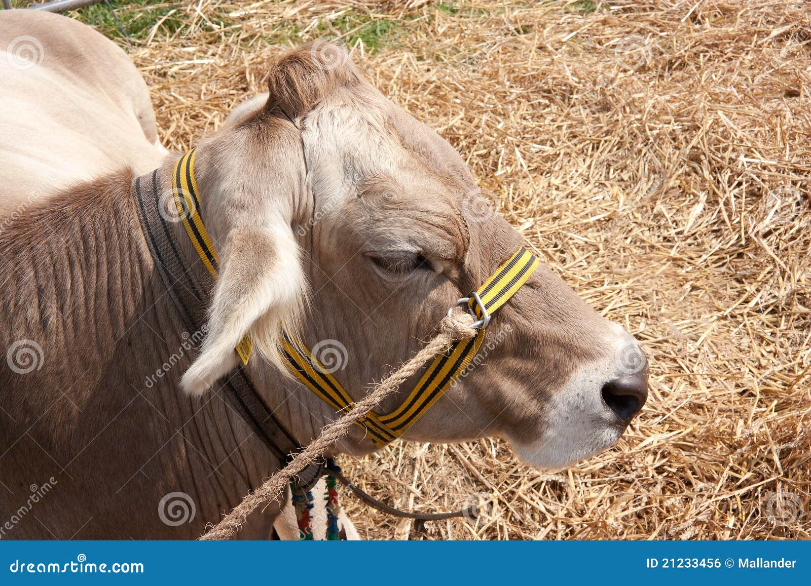 Cow in the straw stock photo. Image of barn, farm, beef - 21233456