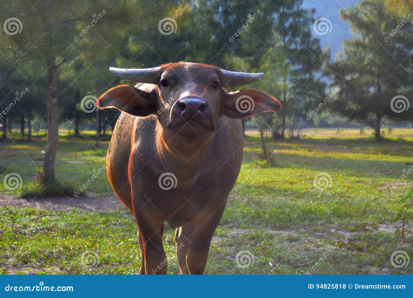 A Cow Stretches His Lips Portrait of a Pretty Bull`s Muzzle Stock Photo ...