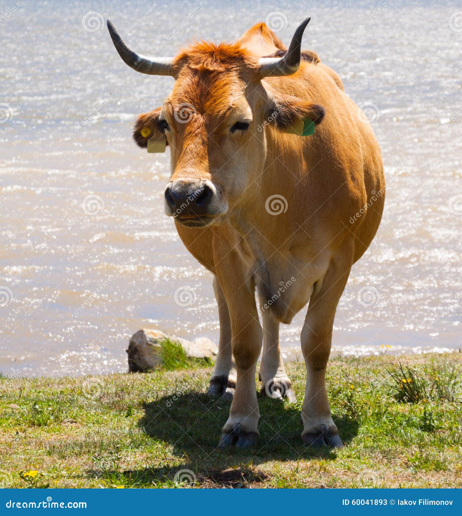 Cow in summer stock image. Image of summer, pasture, europe - 60041893