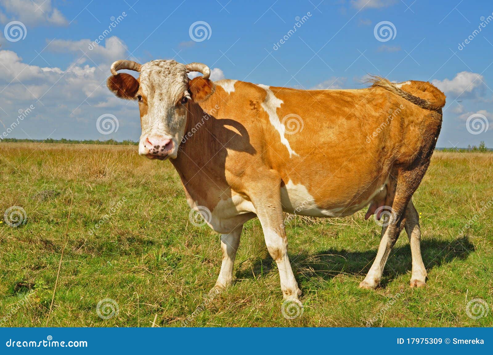 Cow on a summer pasture stock image. Image of grazing - 17975309