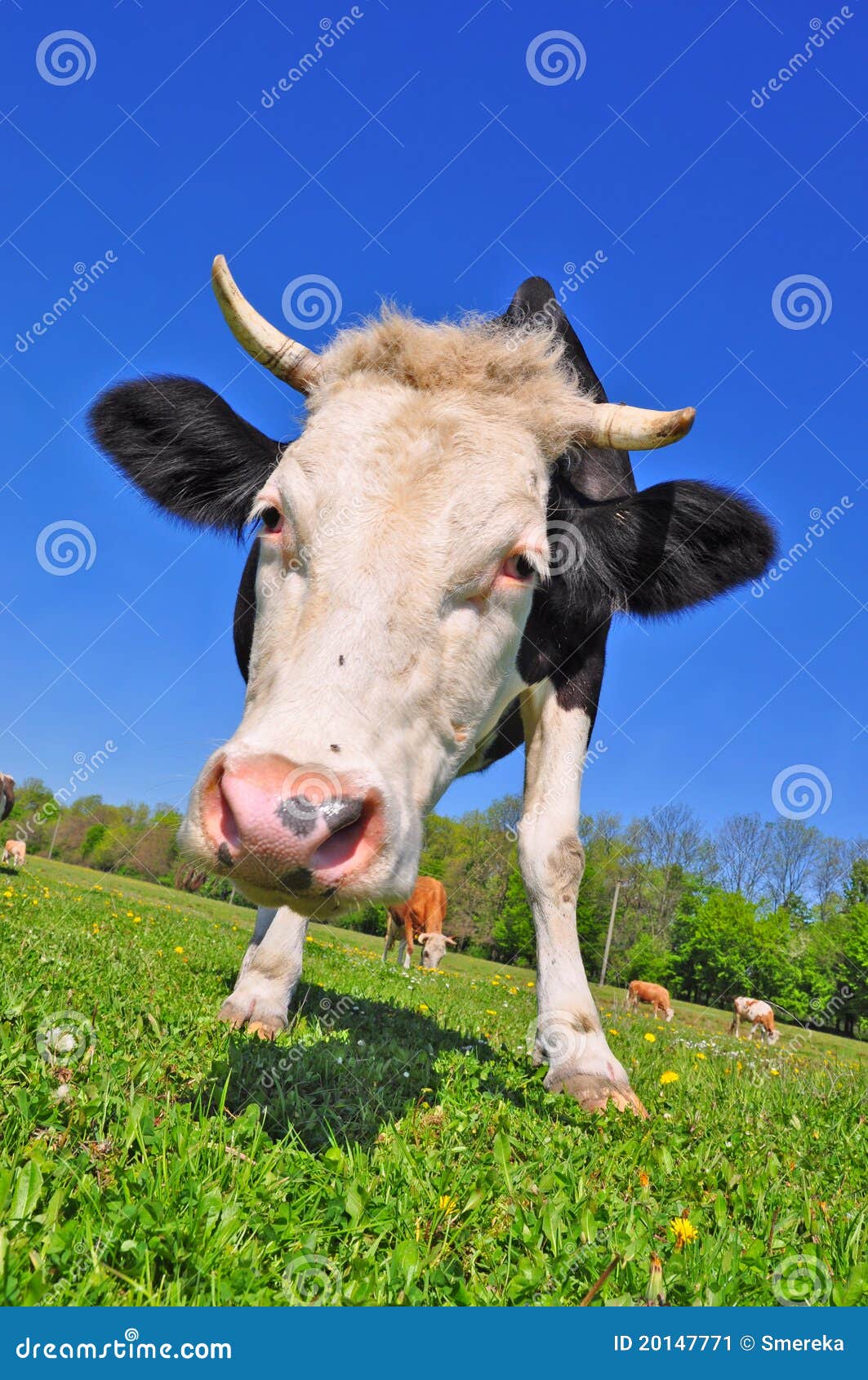 Cow on a summer pasture stock image. Image of feed, grassland - 20147771