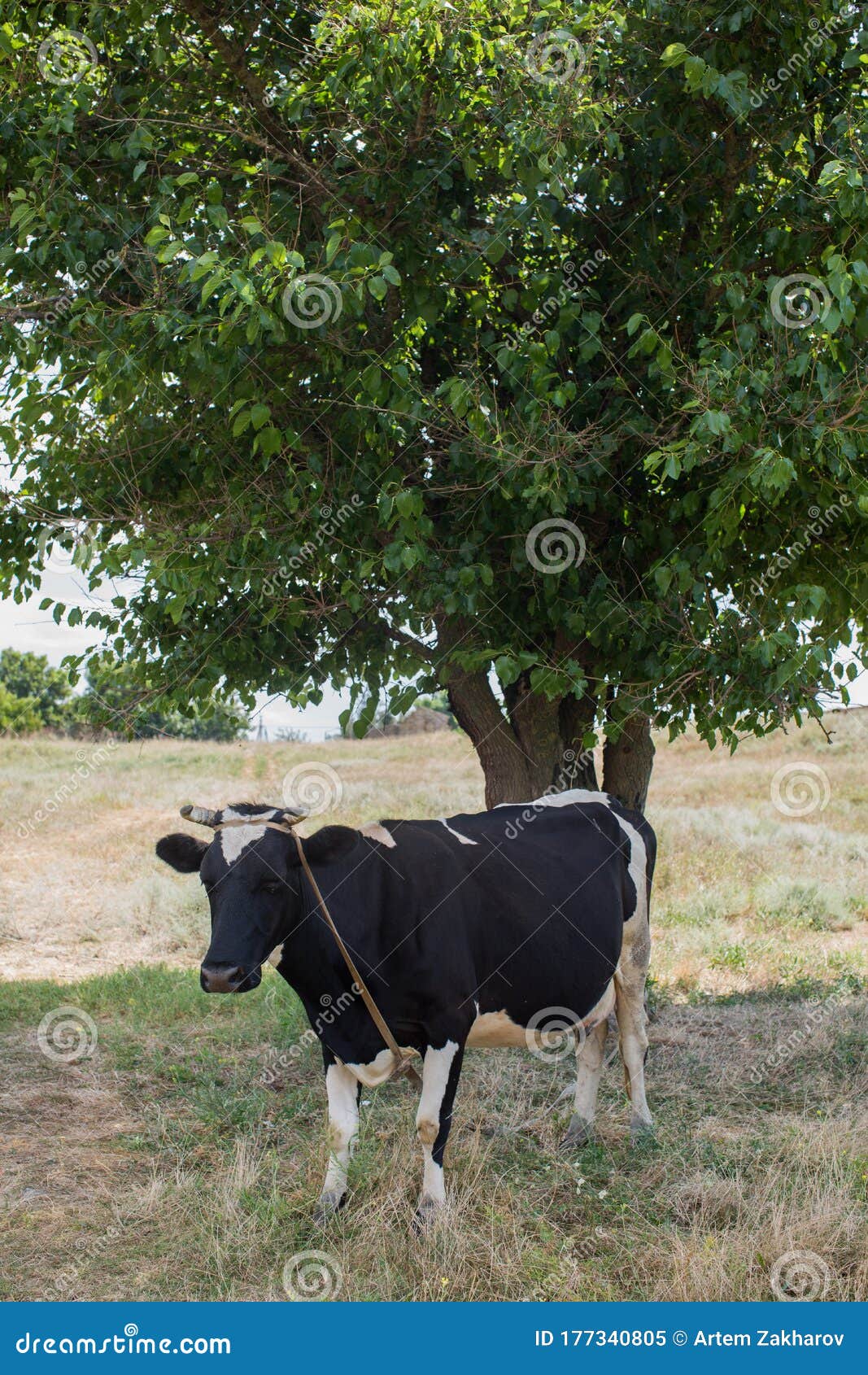 Cow on a Summer Pasture. Cow is Tied To a Tree. Stock Image - Image of ...