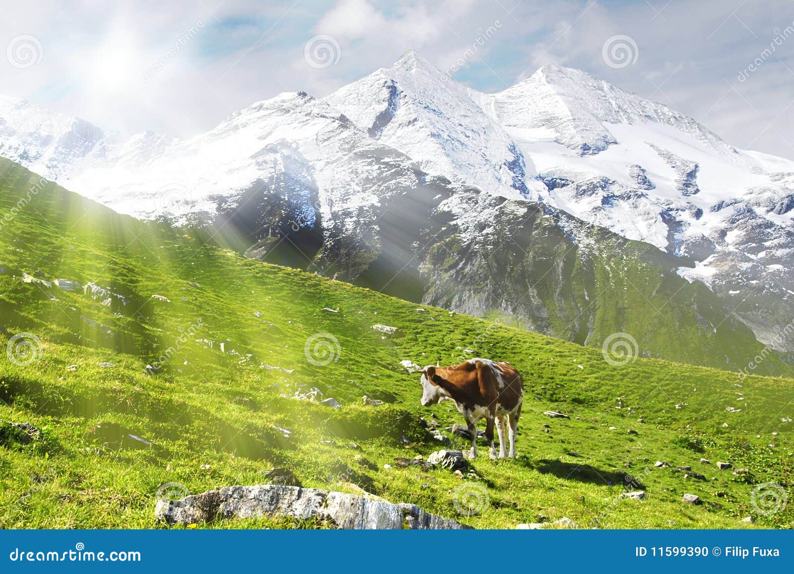 Cow and sun stock photo. Image of europe, alpine, environment - 11599390