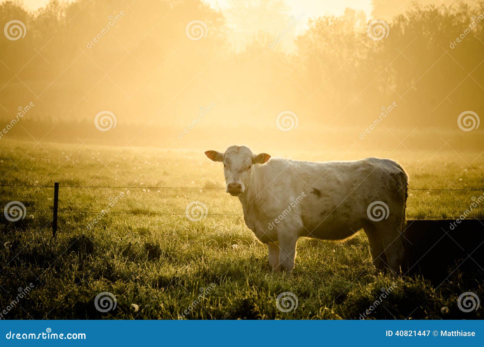Cow in sun stock image. Image of midsummer, mammal, europe - 40821447